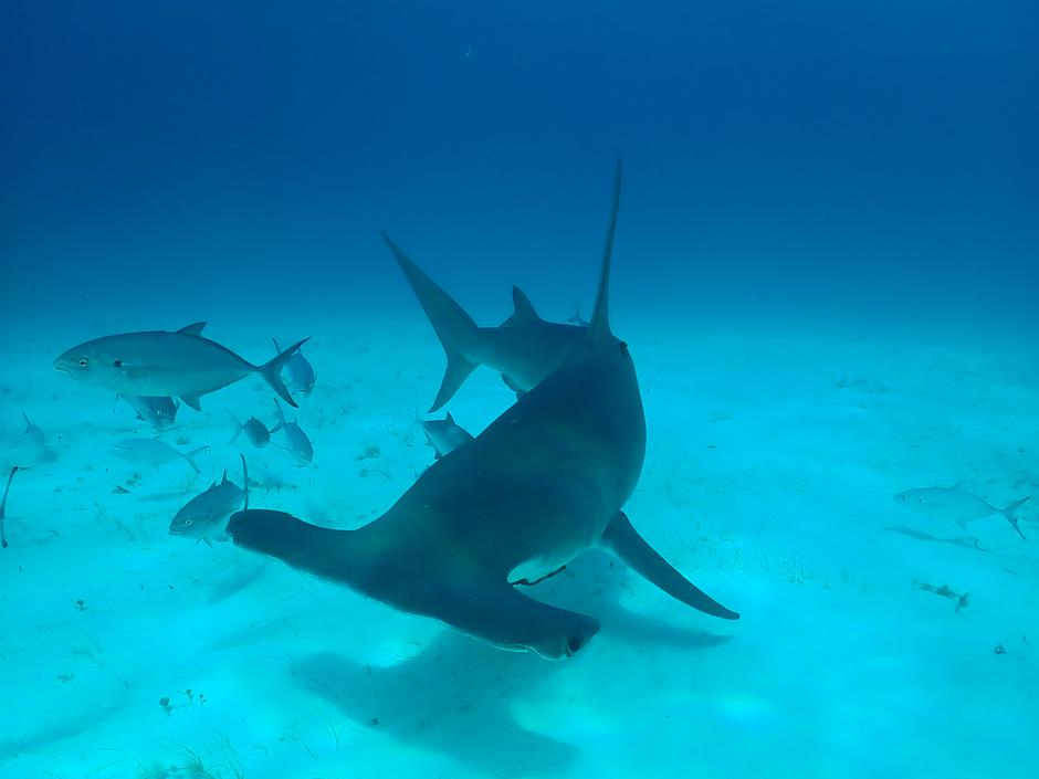 Morski psi ne vrebaju ljude i ne love ih kao u “Raljama” - Večernji.hr