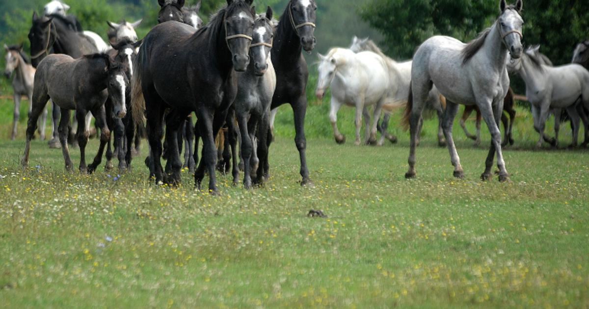 Moguće promjene u uzgoju zabrinule uzgajivače lipicanaca - Večernji.hr